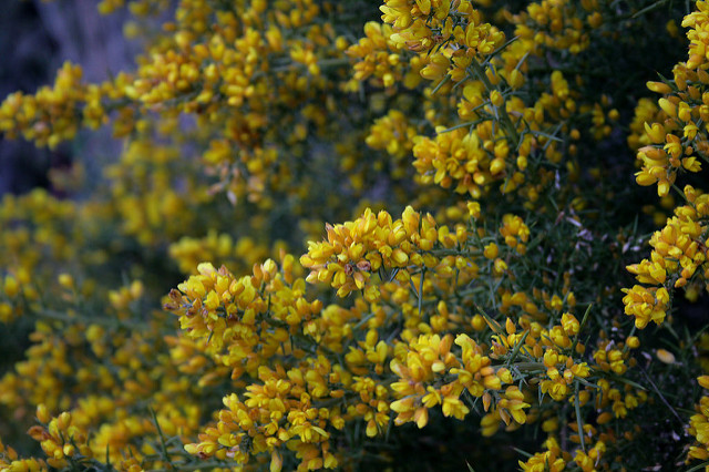 Ajonc à petites fleurs (Ulex parviflorus) - Fiche botanique ...