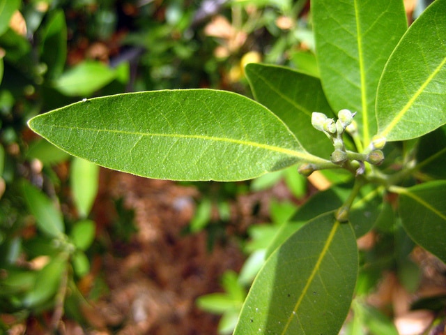 Laurier de californie (Umbellularia californica) - Fiche botanique ...