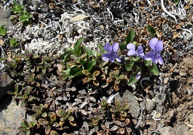 Viola adunca - Fiche botanique | Conservation Nature