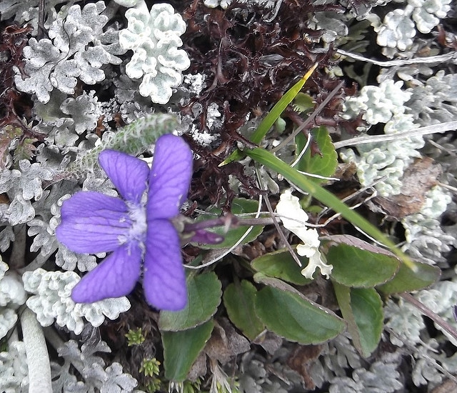 Viola adunca - Fiche botanique | Conservation Nature