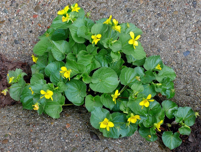 Viola glabella - Fiche botanique | Conservation Nature
