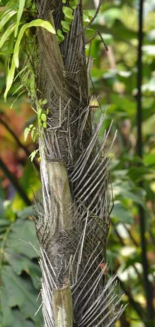 Wallichia disticha - Fiche botanique | Conservation Nature