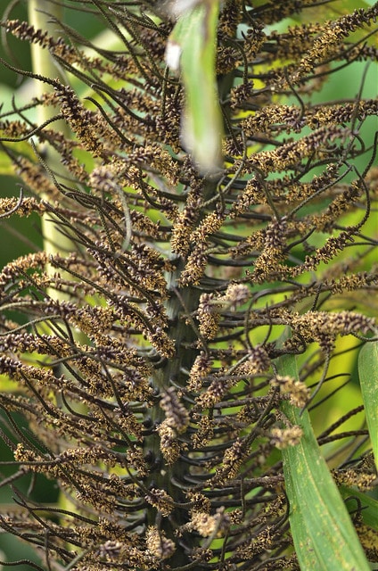 Wallichia disticha - Fiche botanique | Conservation Nature