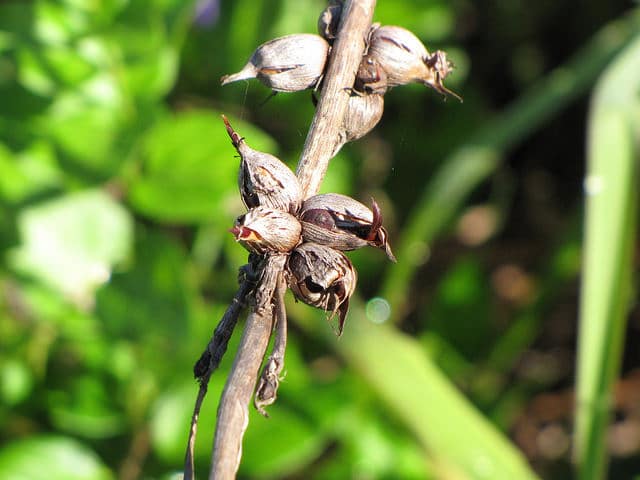Watsonia meriana - Fiche botanique | Conservation Nature
