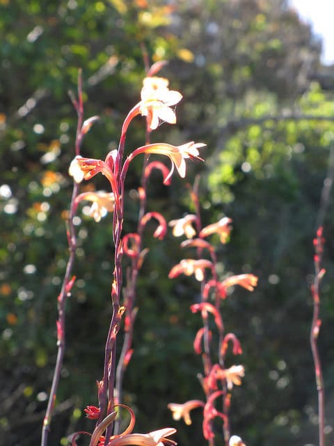Watsonia meriana - Fiche botanique | Conservation Nature
