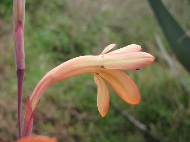 Watsonia meriana - Fiche botanique | Conservation Nature