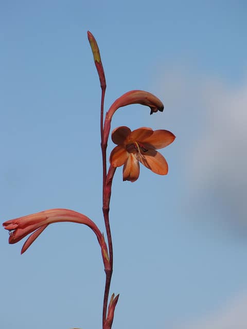 Watsonia meriana - Fiche botanique | Conservation Nature