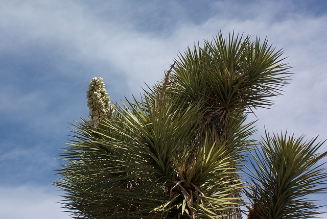 Arbre de josué (Yucca brevifolia) - Fiche botanique | Conservation Nature